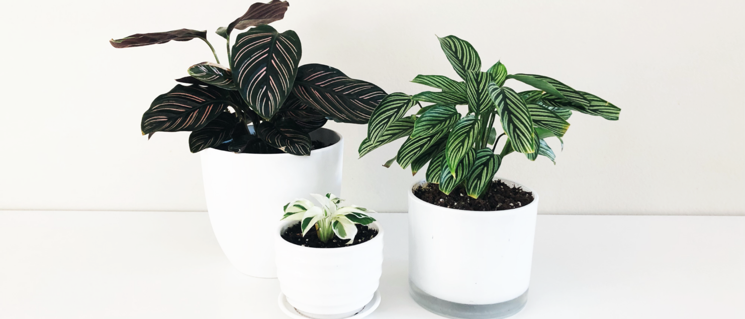 A Complete Calathea Care Guide - Botanical Brunette
